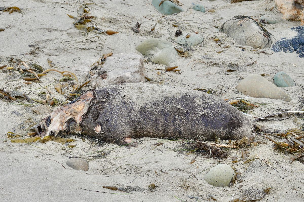 Graphic Photos of Dead Seals Graphic: While walking on the beach ...