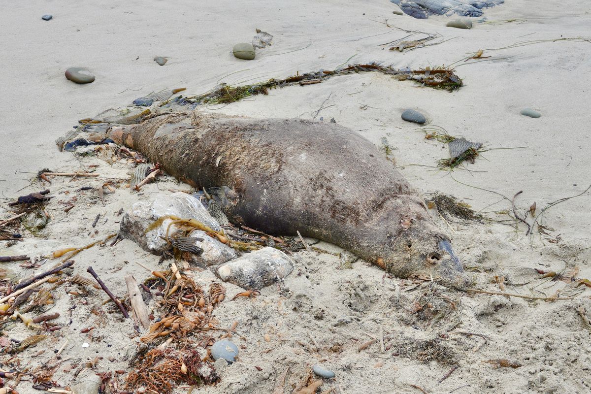 Graphic Photos of Dead Seals Graphic: While walking on the beach ...