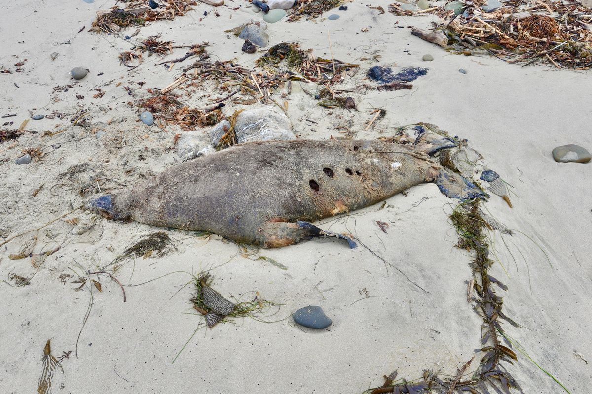 Graphic Photos of Dead Seals Graphic: While walking on the beach ...
