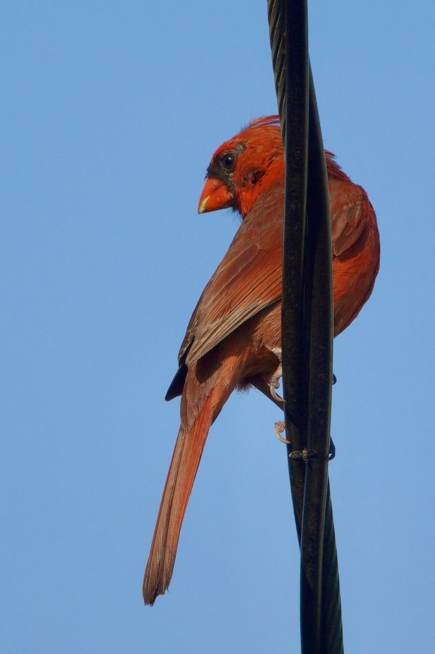 Pittsburgh Birds: While visiting family in Pittsburgh I walked the ...