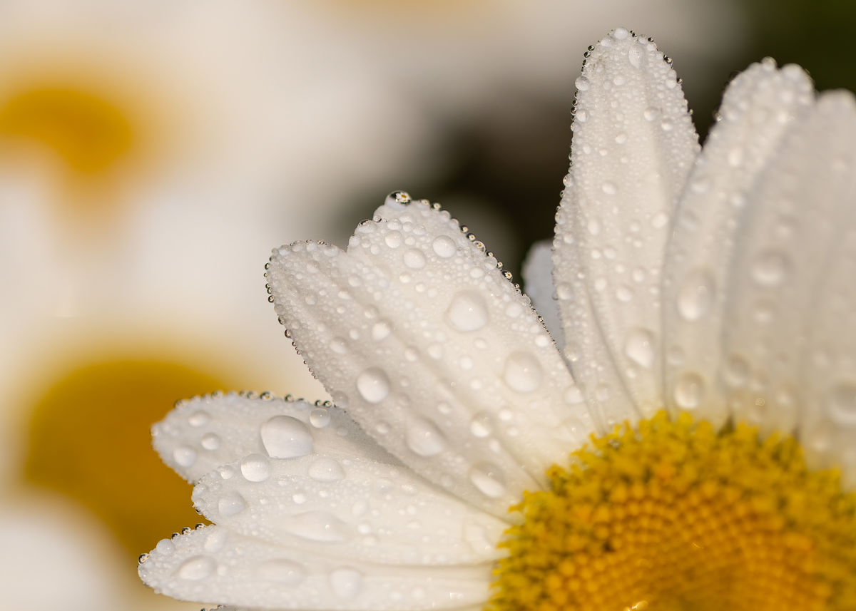 Reflections: Each raindrop, along the edge of each petal, contains a ...