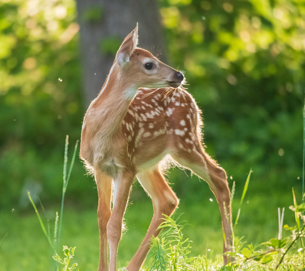 Another Fawn: I took these pictures of another Fawn that was in my ...