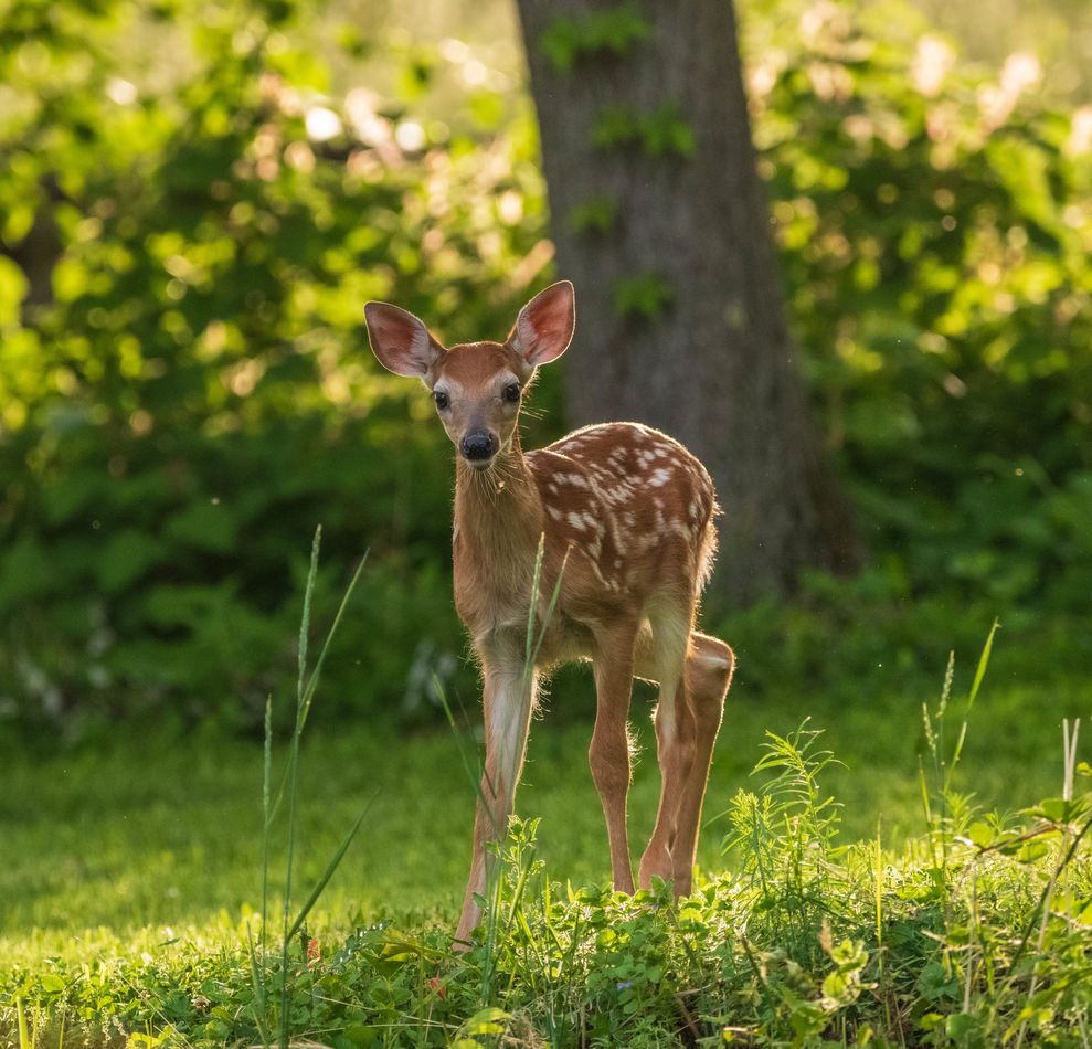 Another Fawn: I took these pictures of another Fawn that was in my ...