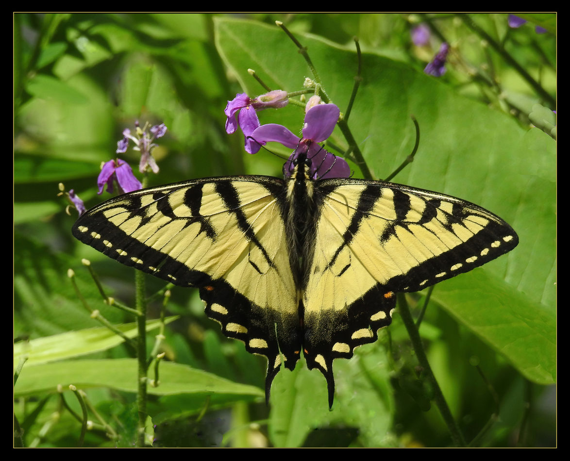 Male Yellow Swallowtail Butterfly: Always fun trying to out guess what ...