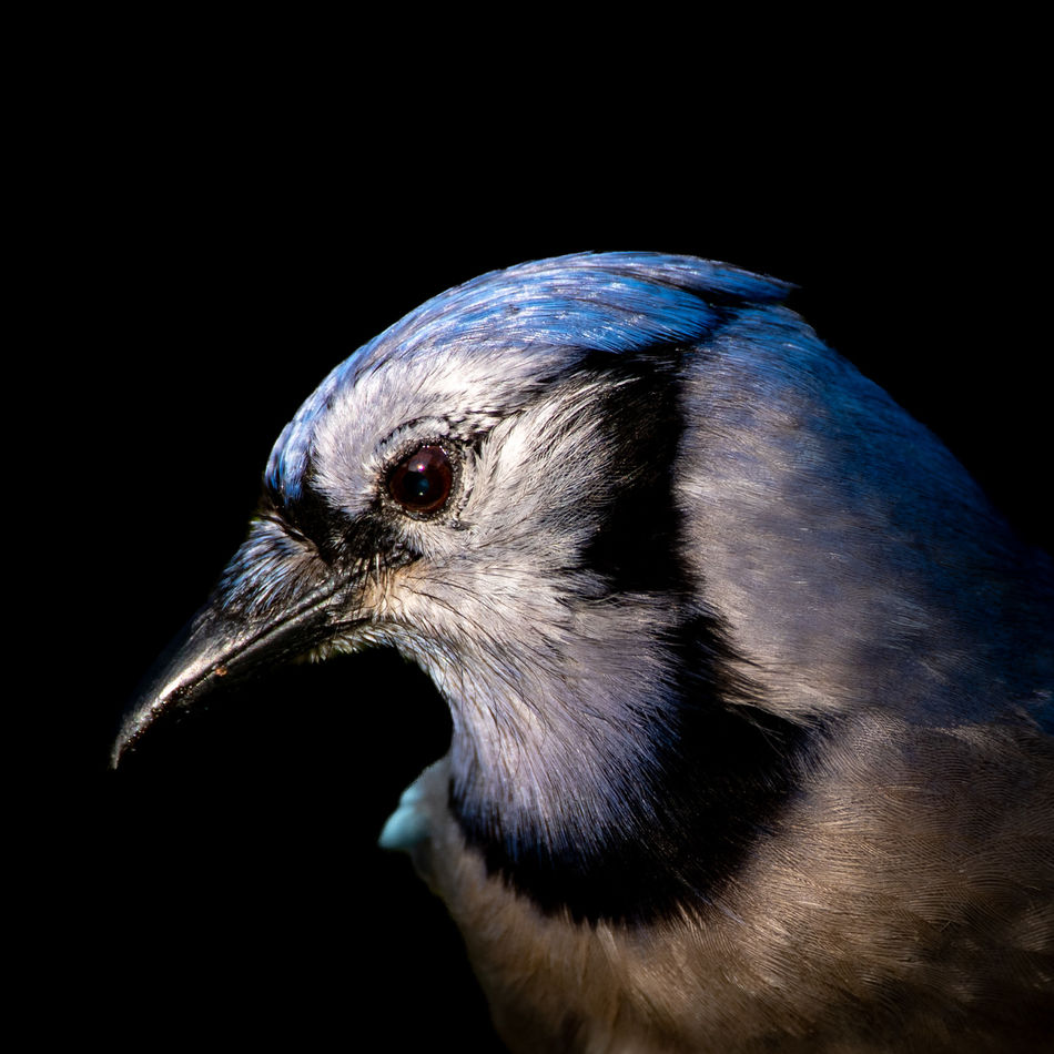 Blue Jay: Blue Jay. Lincoln, Nebraska...