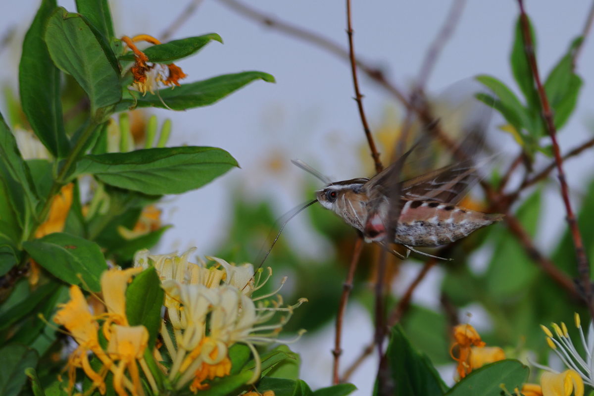 A Hungry Hummingbird Moth NM: A Hungry Hummingbird Moth NM...