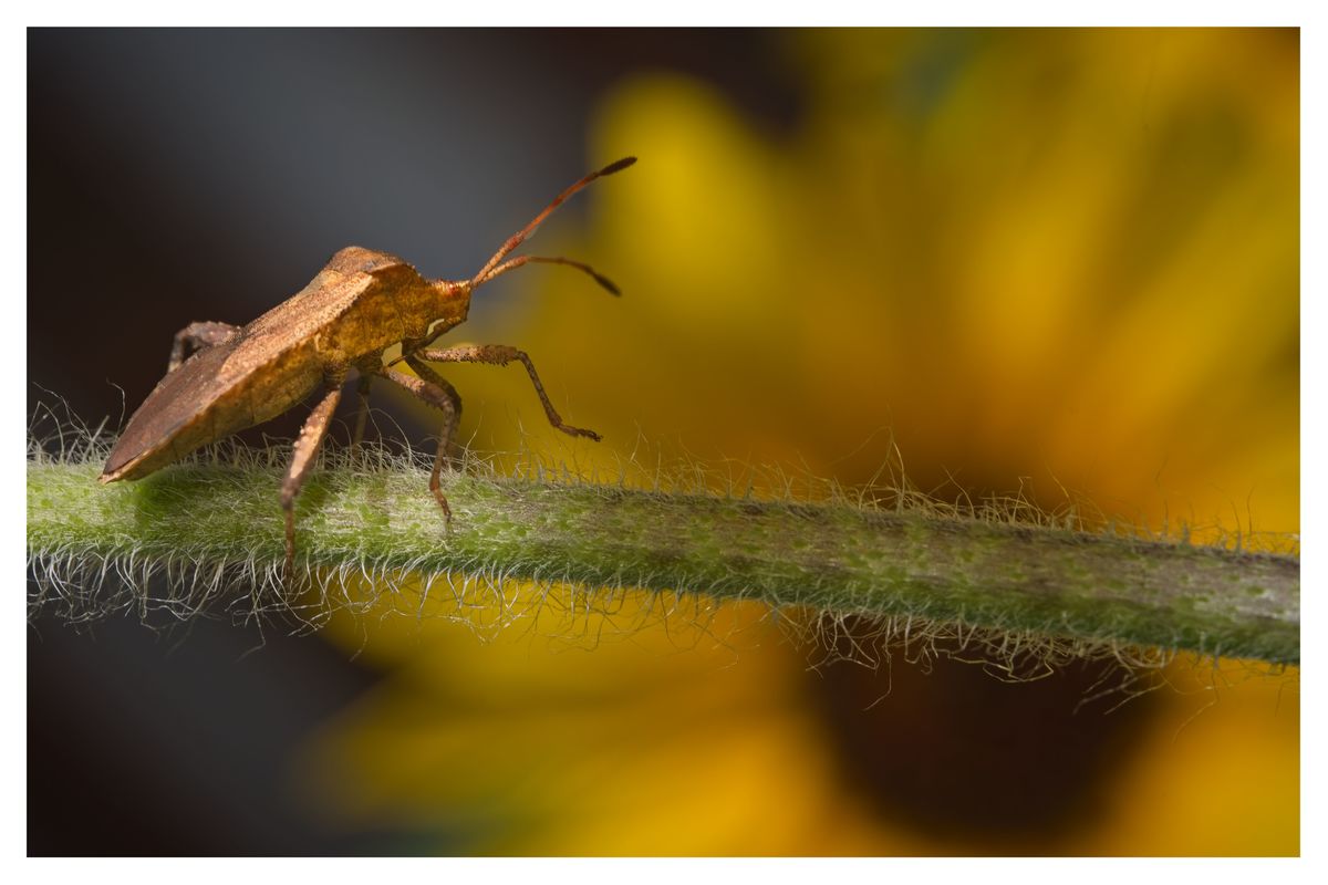Stink bug admiring Sunflower: Spotted this stink bug admiring the ...