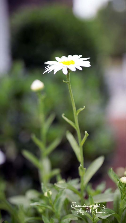 Dainty Little Daisy: Canon 5D/IV with Sigma 50 mm F1.4 Art. Shot at F1 ...
