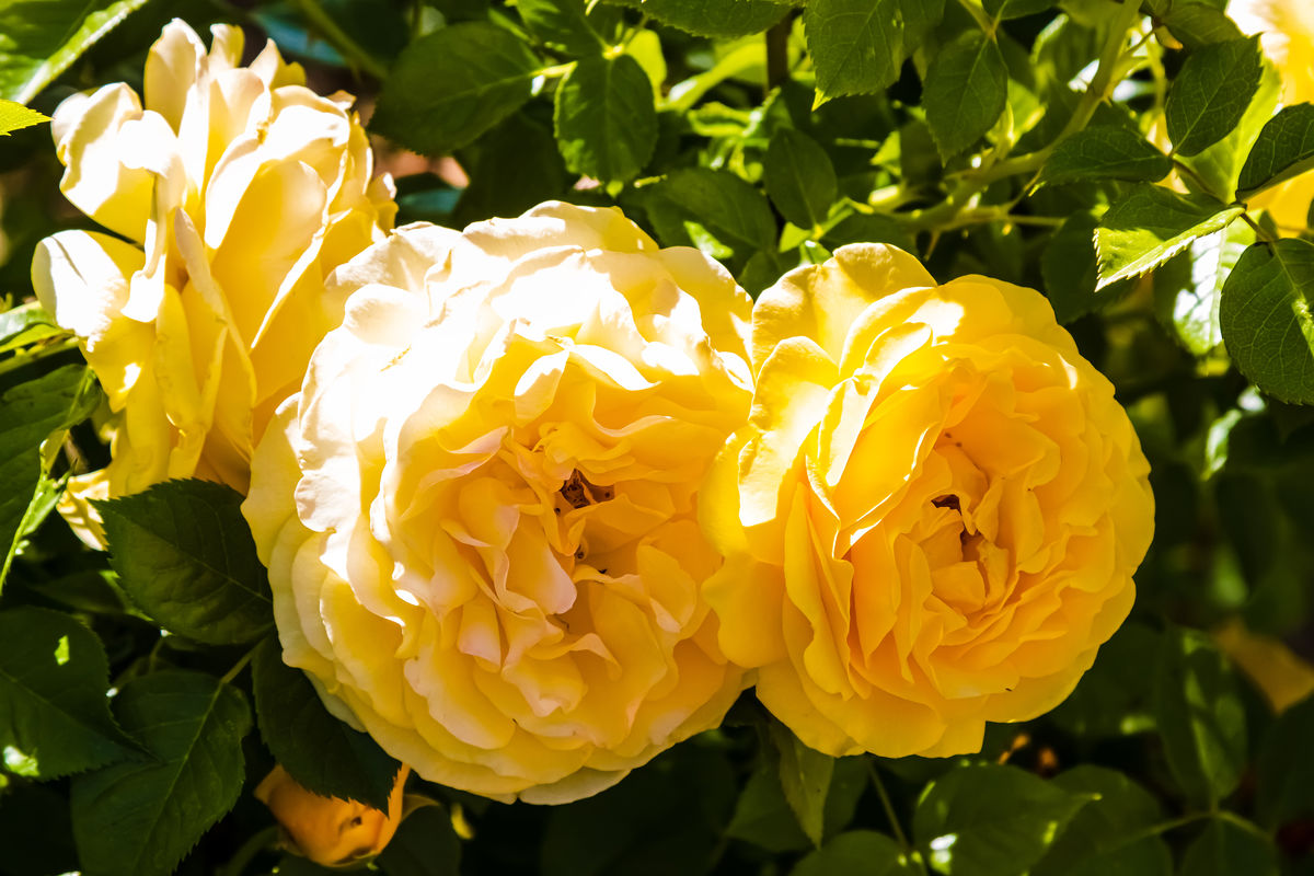 Rose Headlights: Last post I did with roses, I mentioned roses must ...