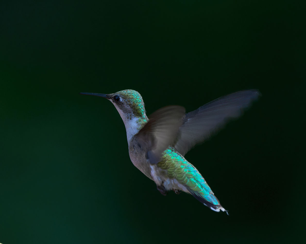 Morning Ruby-throated Hummer: Just after the Sun comes up is a good ...