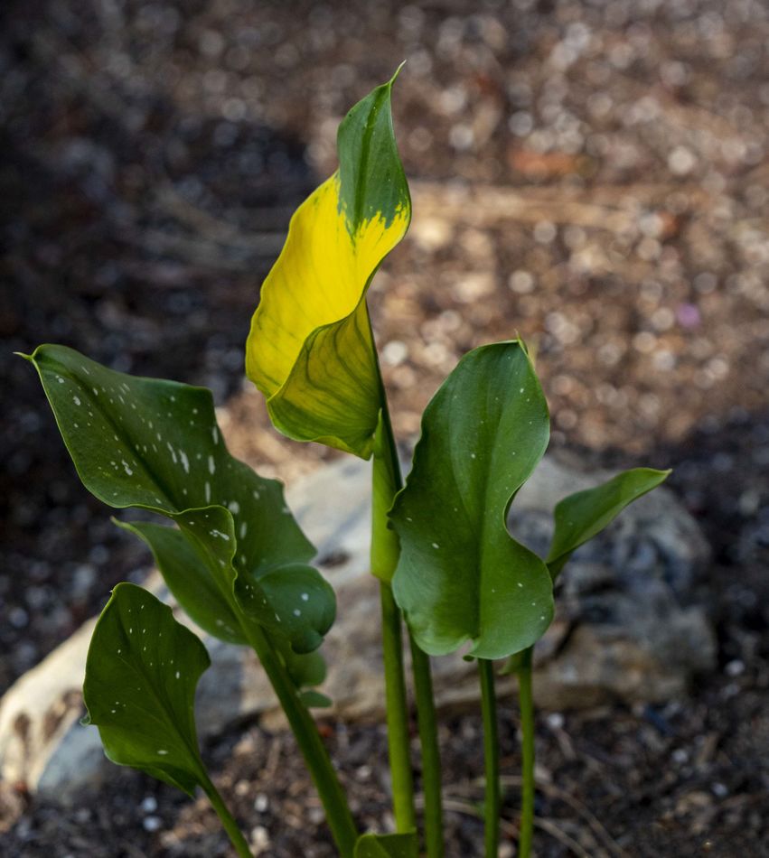 yellow and green calla: from our garden. never saw this color before...