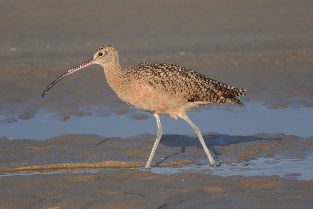 A Study of the Wimbrel: I took these photos of the Wimbrel a few days ...