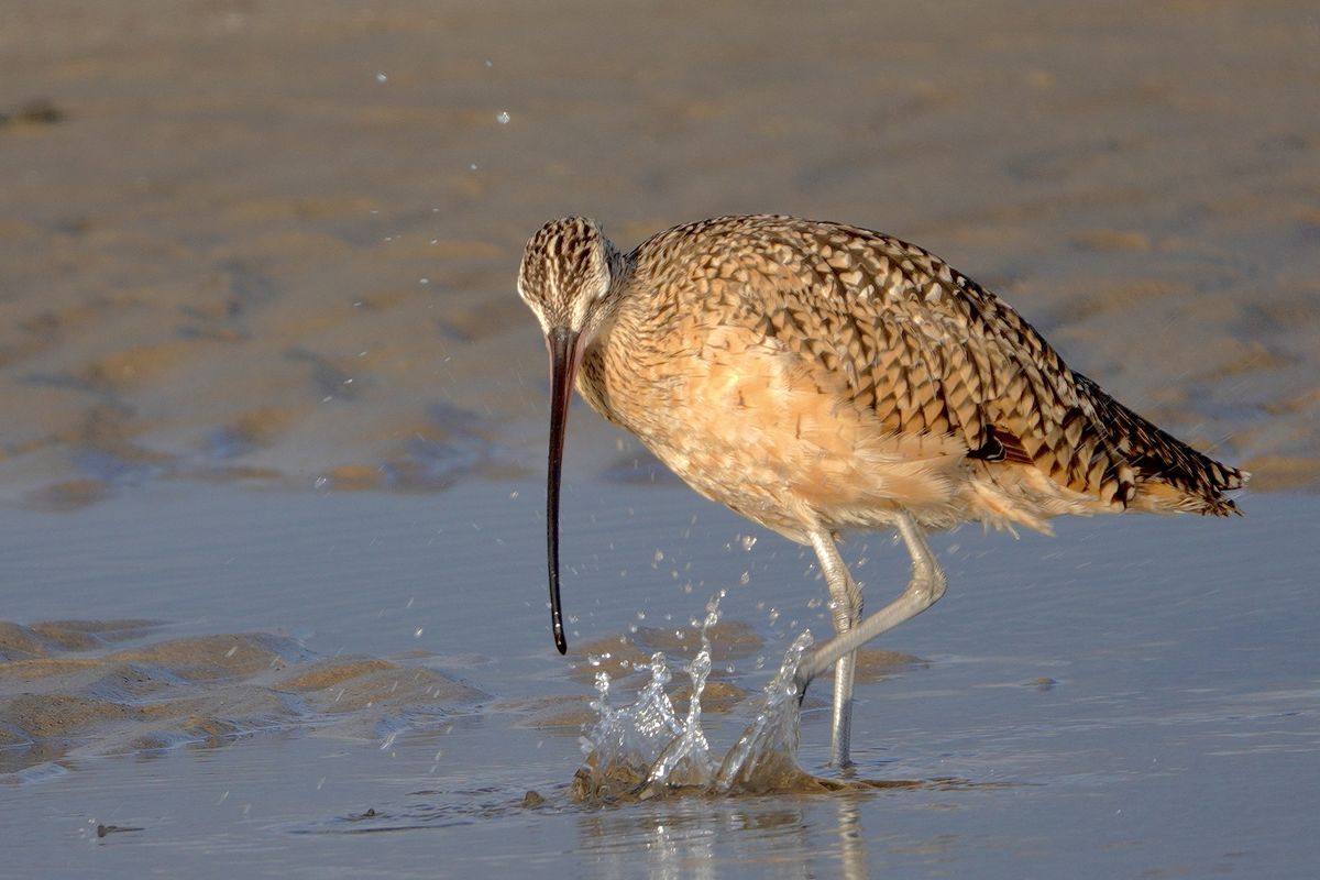 A Study of the Wimbrel: I took these photos of the Wimbrel a few days ...