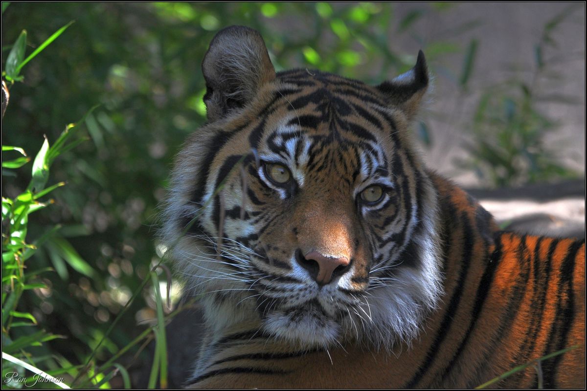 Puddy Tat: A beautiful Tiger...took this shot at the Adelaide Zoo ...