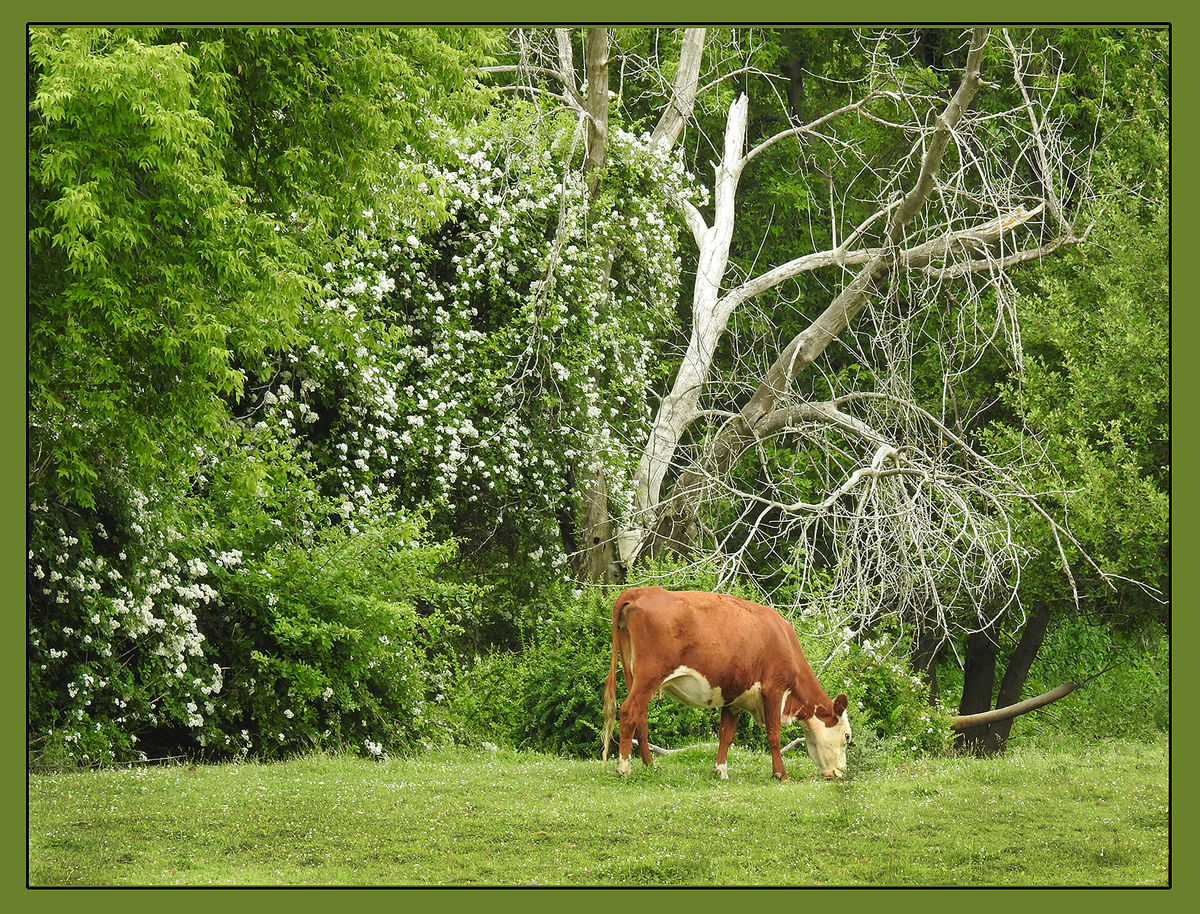 Summer For A Cow: Everything is in bloom and growing and this lone cow ...