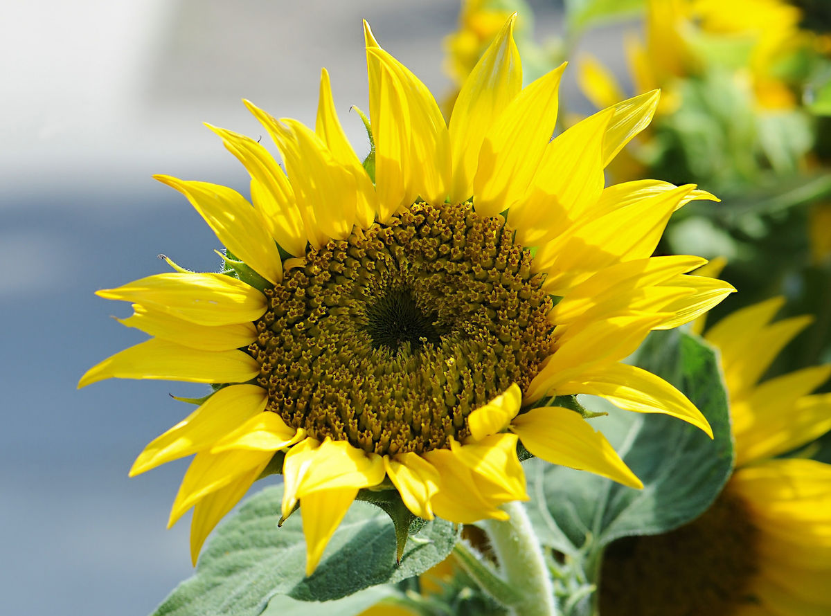 Common Sunflower: The species of Helianthus are native to North America ...