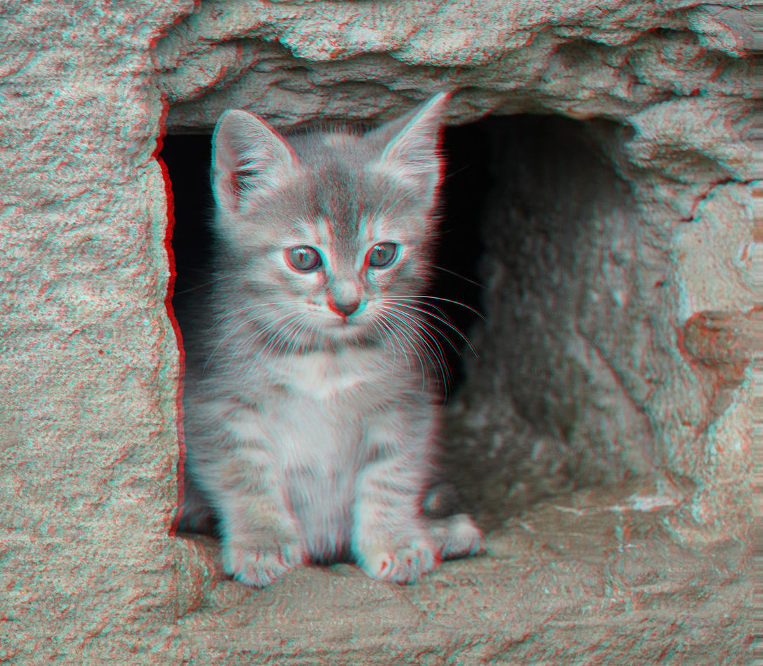 3D - Kitten: You will need a pair of anaglyph glasses to view in 3D ...