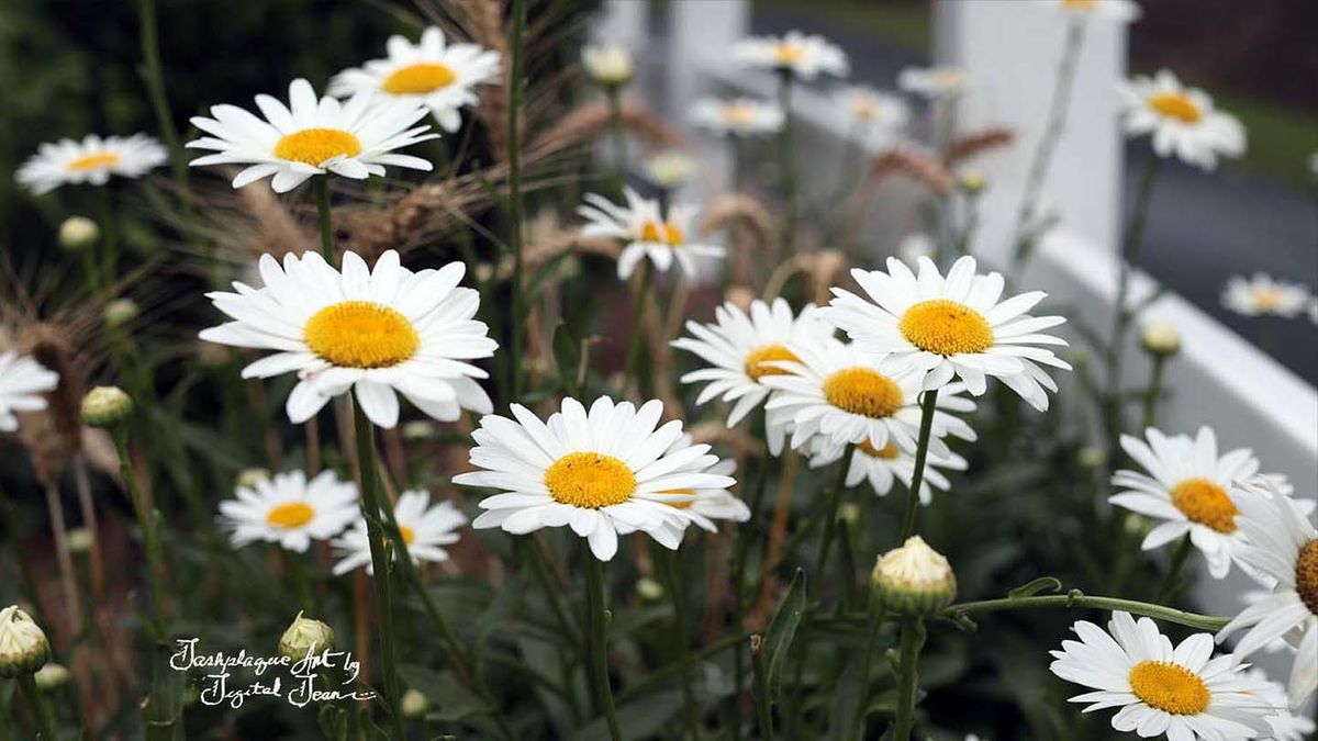 Daisy Patch: Daisys shot up close. Canon 5D/IV with Sigma 50mm F1.4 Art ...
