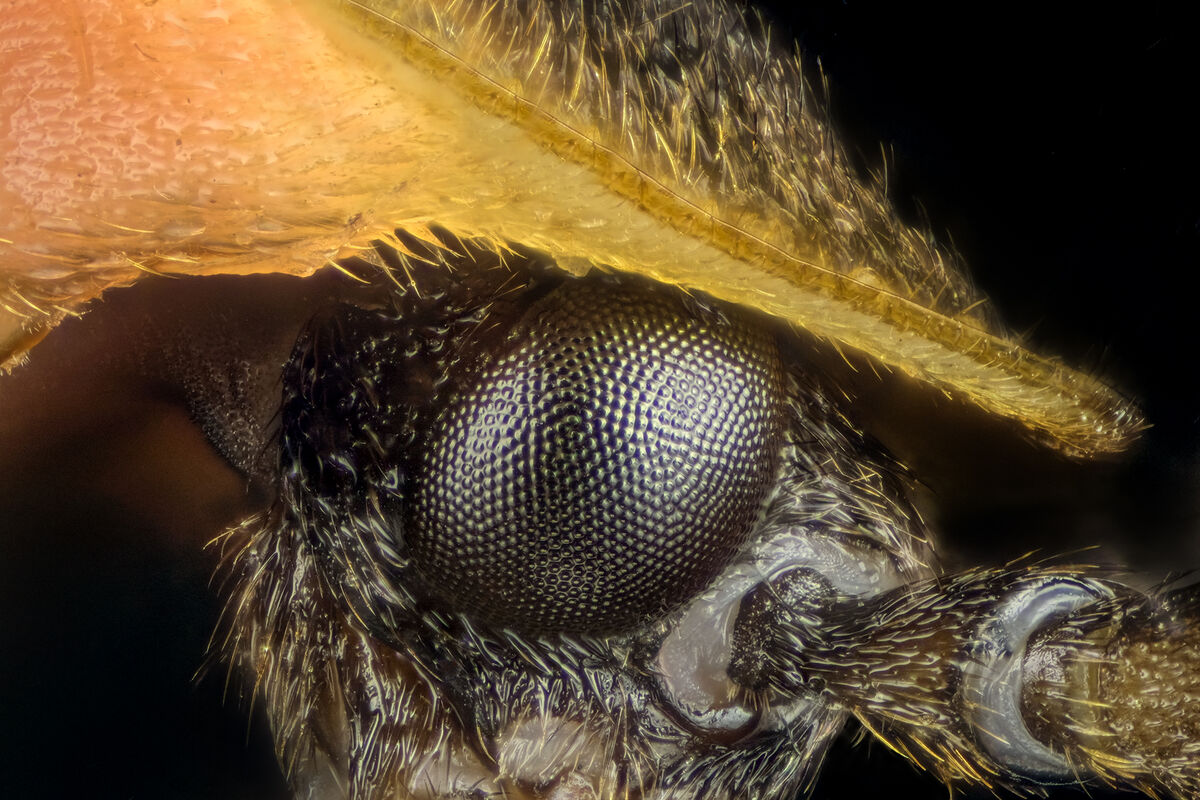 Firefly Compound Eye: This is a 10X magnification view of one of my ...