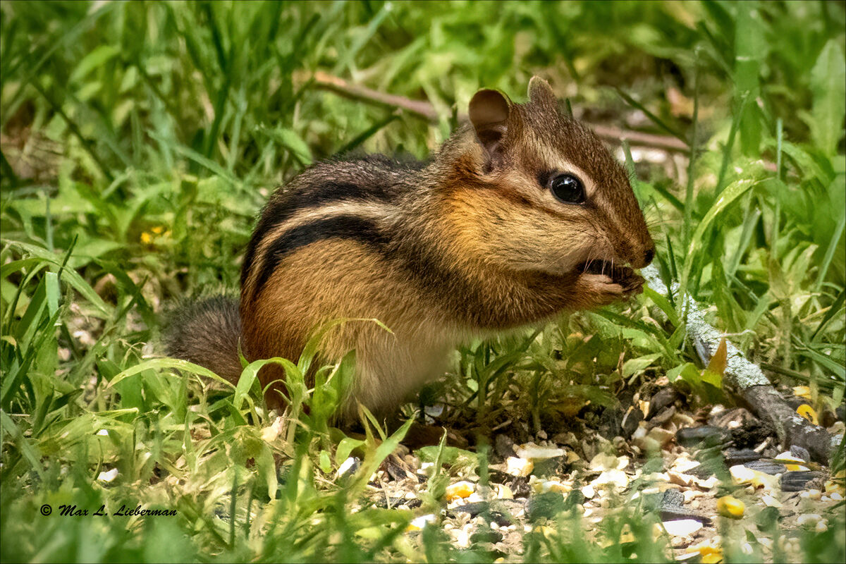 A couple of cuties: These two posed for me last week.