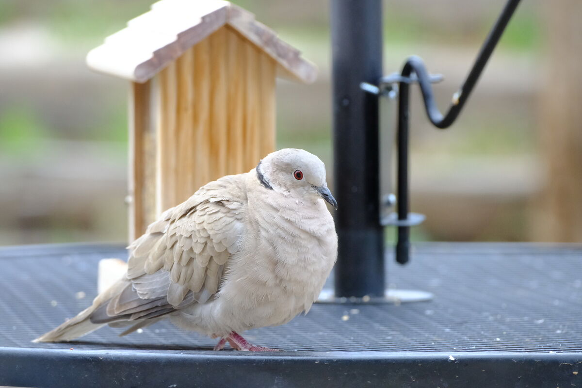 Birds and Shep: Thru the windows. Put a snap of Shep in here just ...