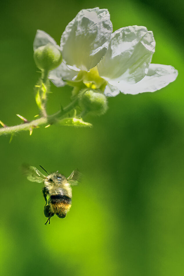 Bees For Curmudgeon 6-27-2022: A few bee shots taken while supervising ...