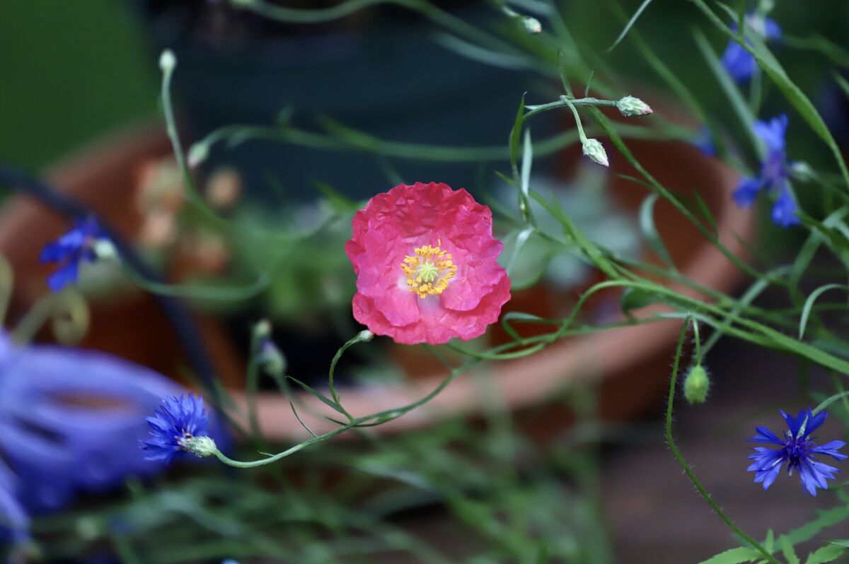 I should have used a smaller aperture on this Common Poppy: I think ...