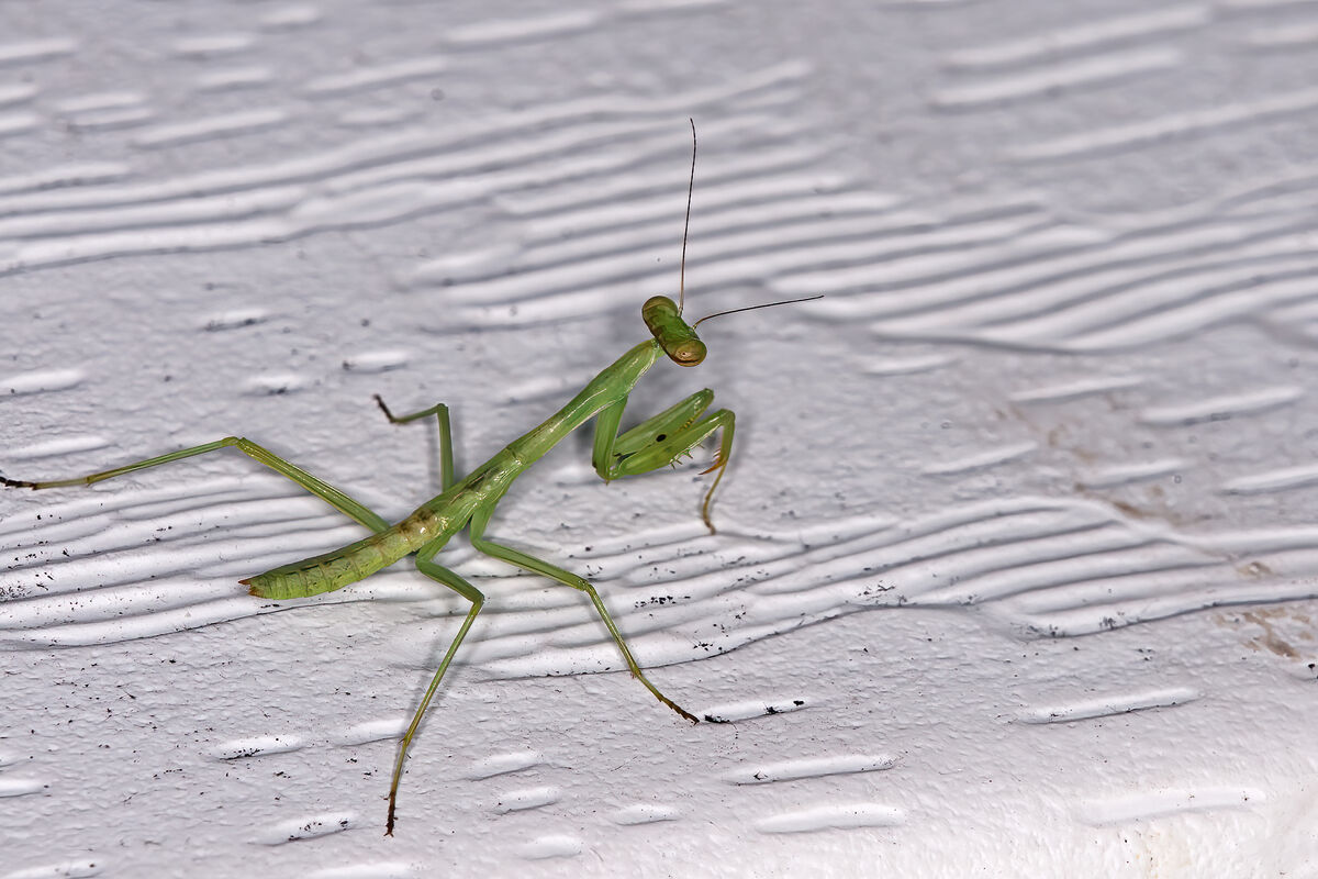 Tiny mantis plus couple other critters: It's that time of year when I'm ...