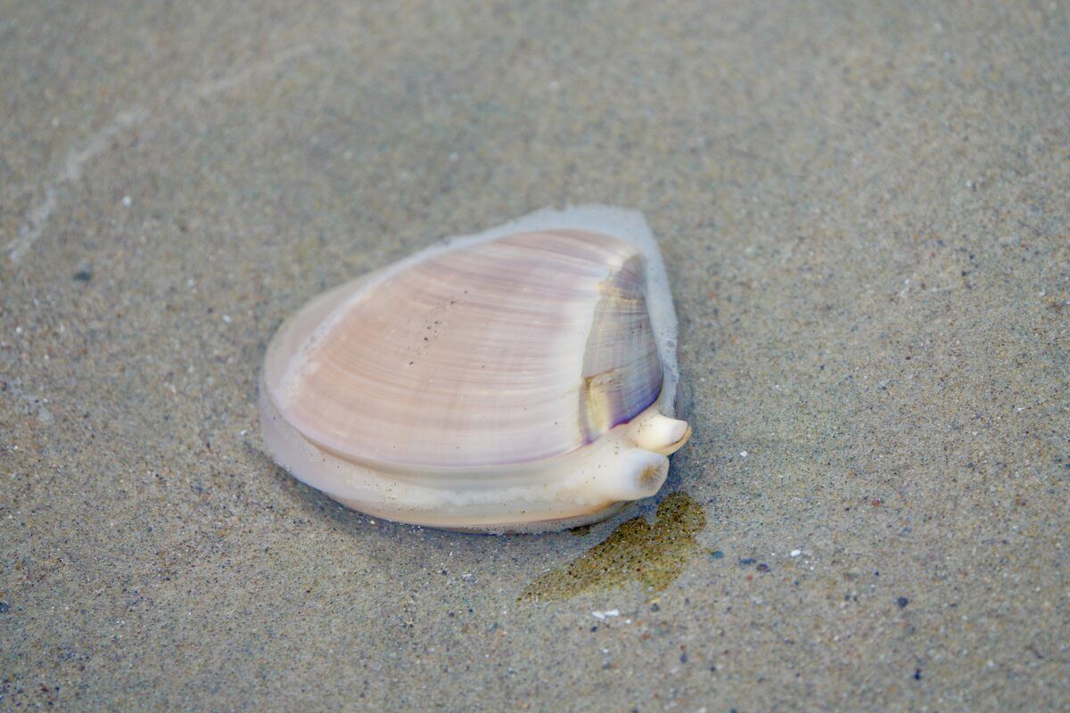 Sea Shells: While walking the beach this morning I saw these shells and ...
