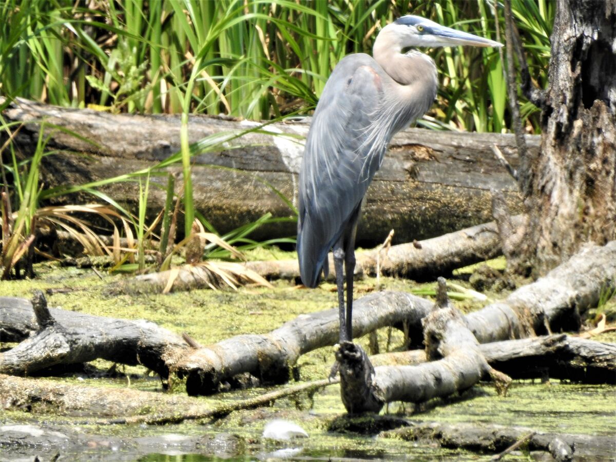 Blue Heron at the local state park: Went for a walk today and had some ...