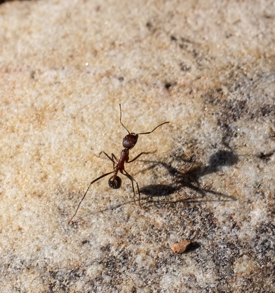 Some more of the same: Ants, they are kind of back...