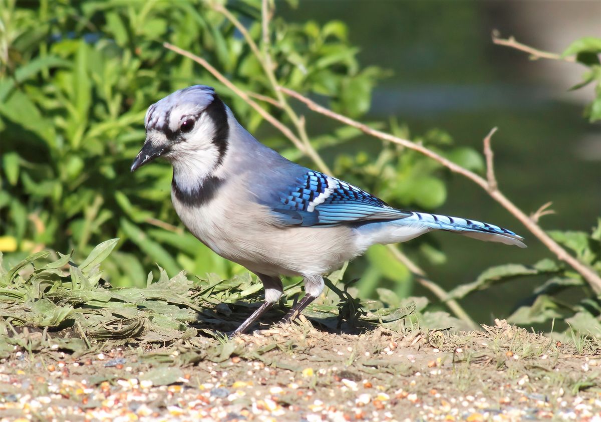 Blue Magic! Beautiful Blue Jay...