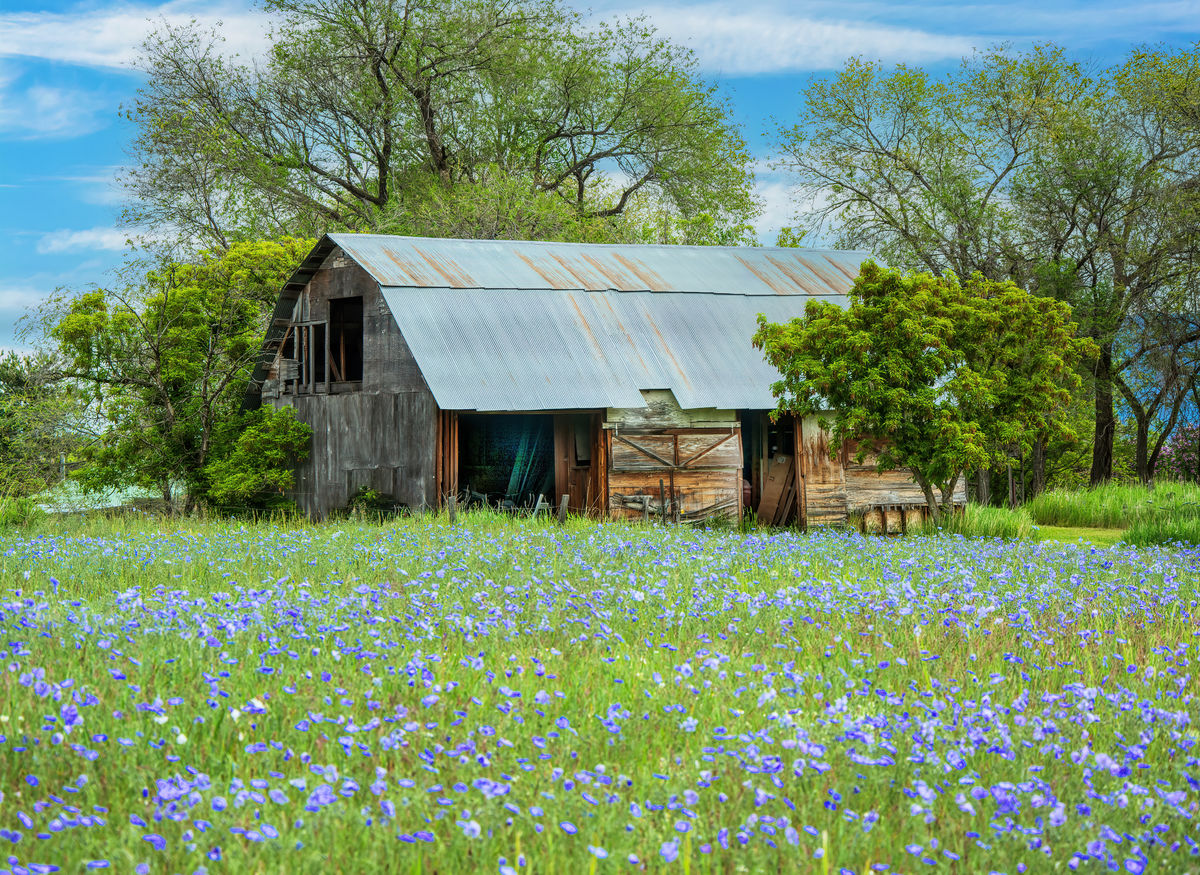 Old and new.. Well, it's spring and the wildflowers are starting to ...