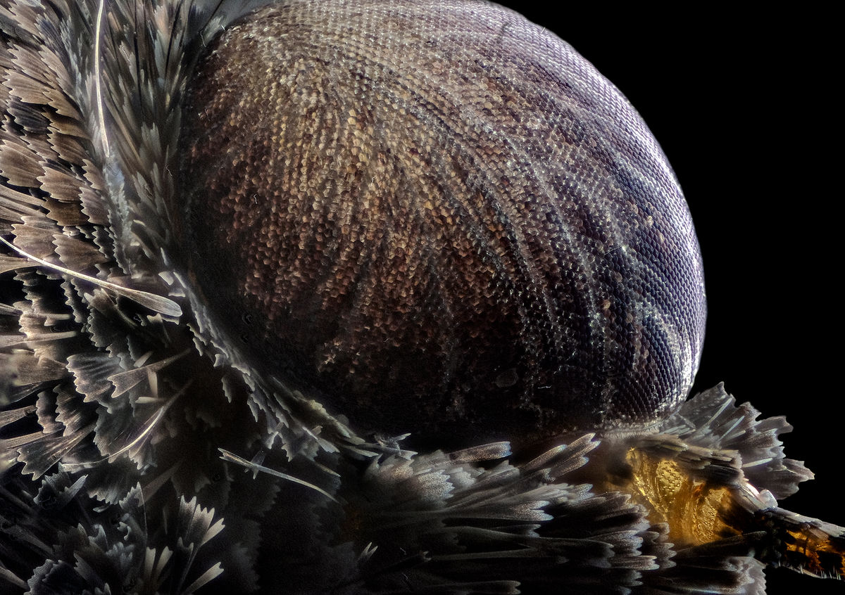 Moth Compound Eye: I caught a little night flyer attracted to the porch ...