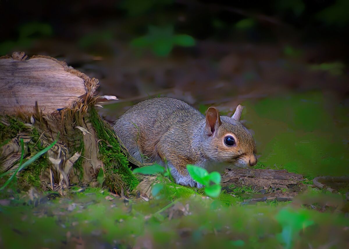 Squirrel & Blue Jay: Squirrel on the Hunt & Painterly Photo of Blue Jay...