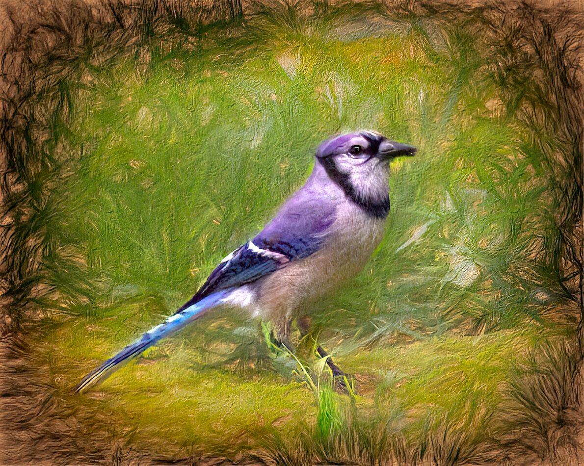 Squirrel & Blue Jay: Squirrel on the Hunt & Painterly Photo of Blue Jay...