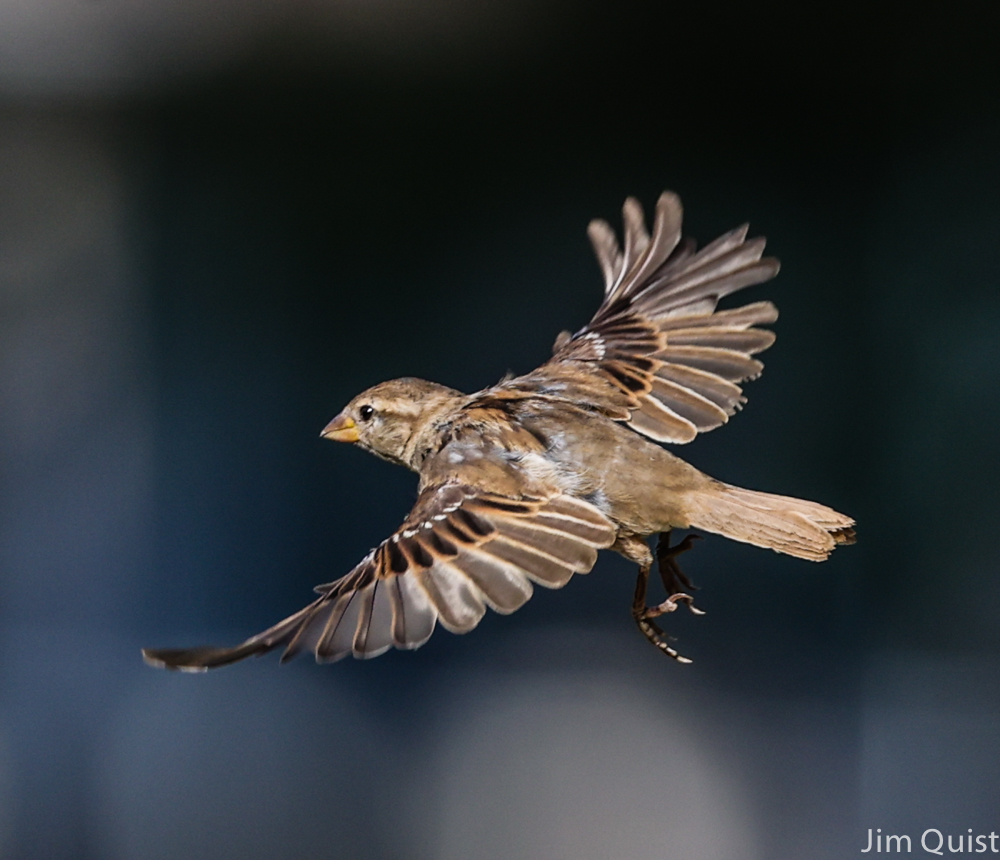 House Finch (?) in Flight: Canon 1DX III, Canon 500 F4...