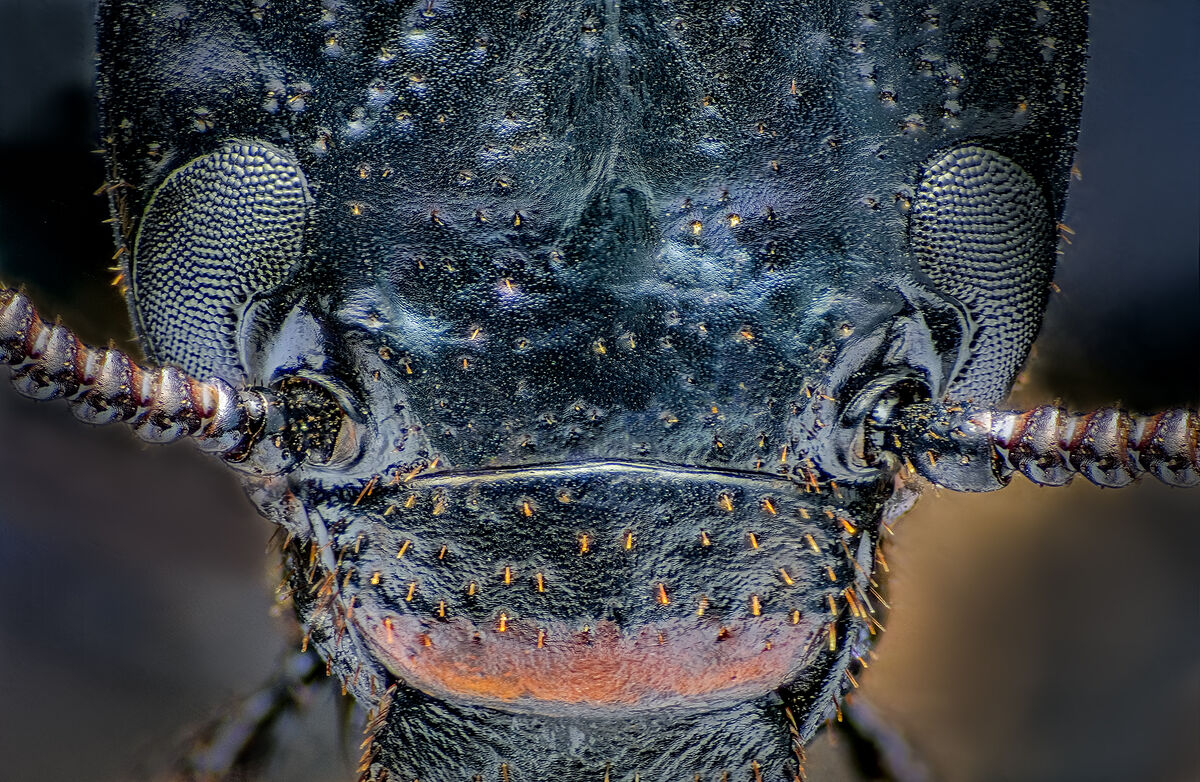Diabolical Ironclad Beetle: This is a Diabolical Ironclad Beetle that ...