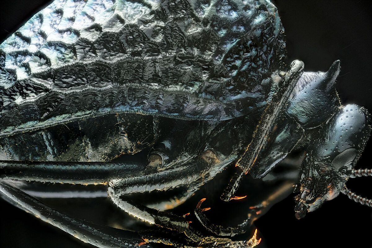Focus Stacked Image of an Amazing Beetle: This is a Diabolical Ironclad ...