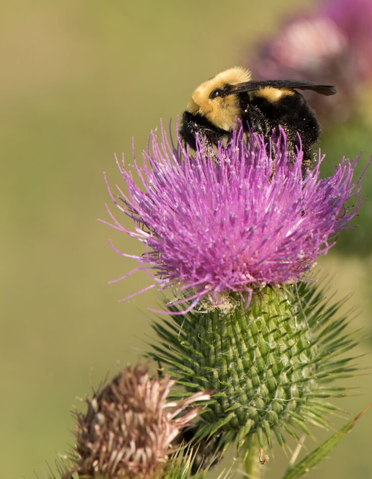 Bees: Bees on thistle from last summer at Sandy Hook Nat Rec Area. Enjoy.