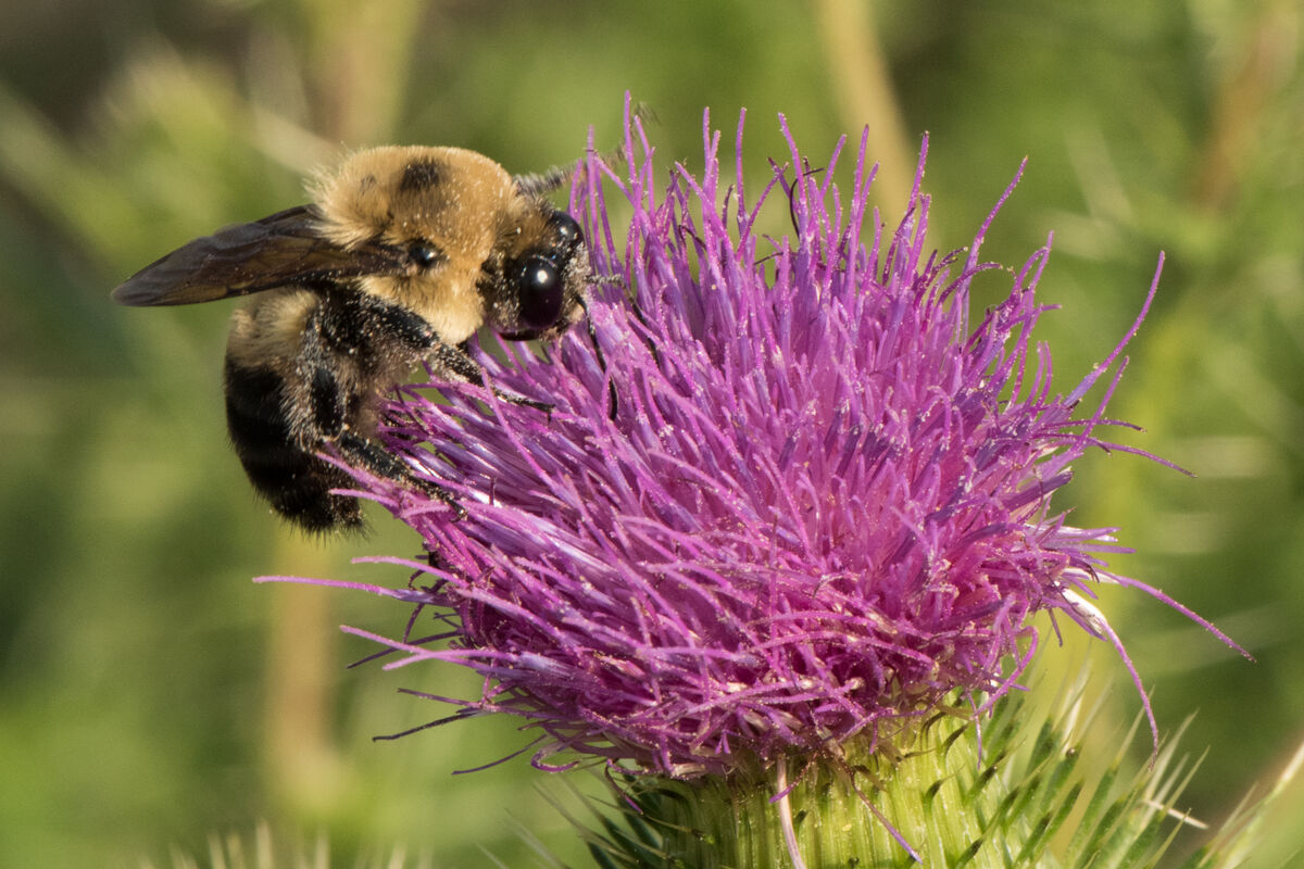 Bees: Bees on thistle from last summer at Sandy Hook Nat Rec Area. Enjoy.
