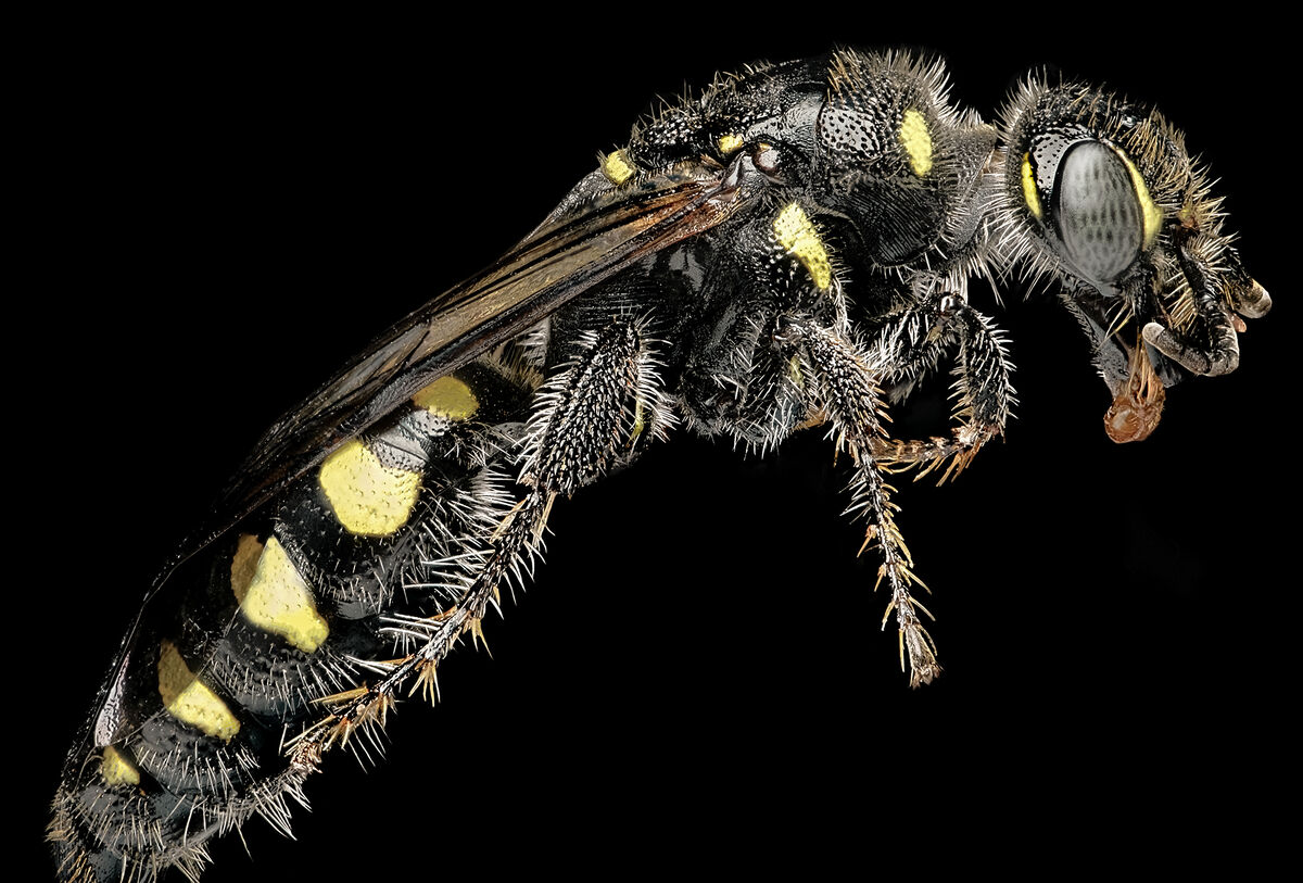 Focus Stacked Image Body View of a Hornet: This is a full-bodied ...