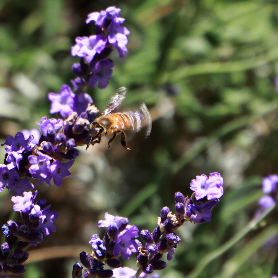 Life of Bees 3 NM: Life of Bees 3 NM...