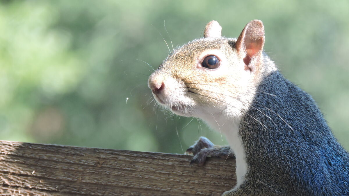squirrel: