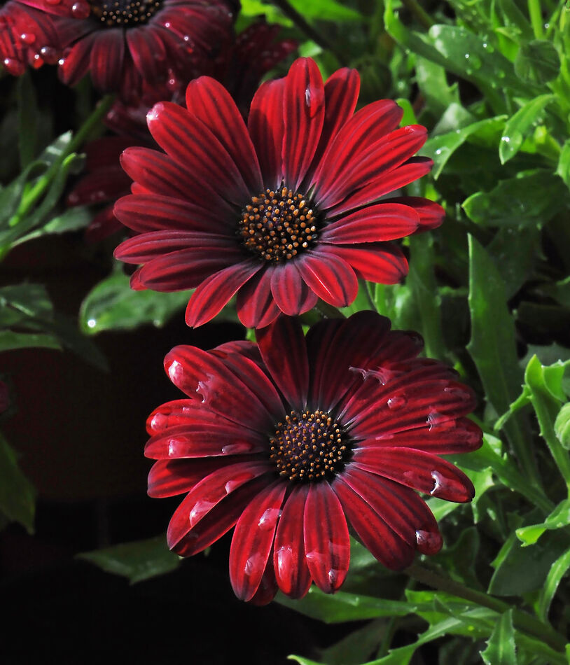 African Daisy: Shot at Rodgers Garden in Irvine, California. African ...