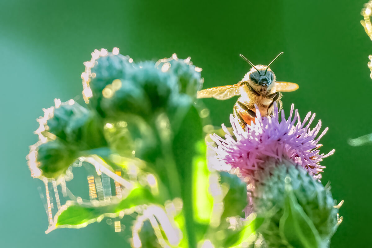 Luv Me Sum Bees! The first two shots are from our yard, the second two ...