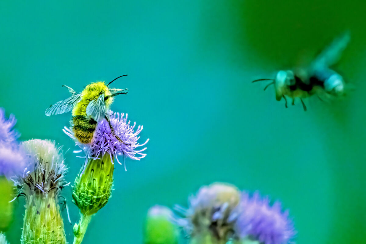 Luv Me Sum Bees! The first two shots are from our yard, the second two ...
