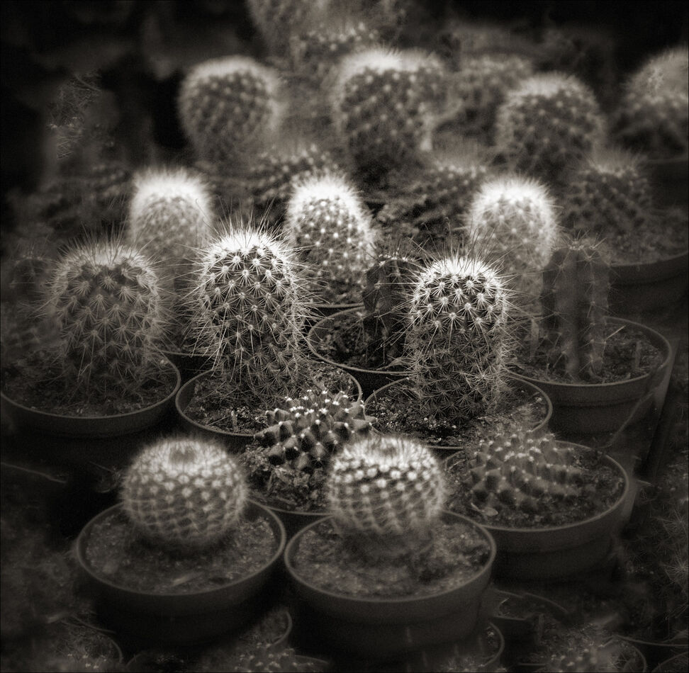 Selective Focus Cacti: In soft focus, they almost look soft and fuzzy ...