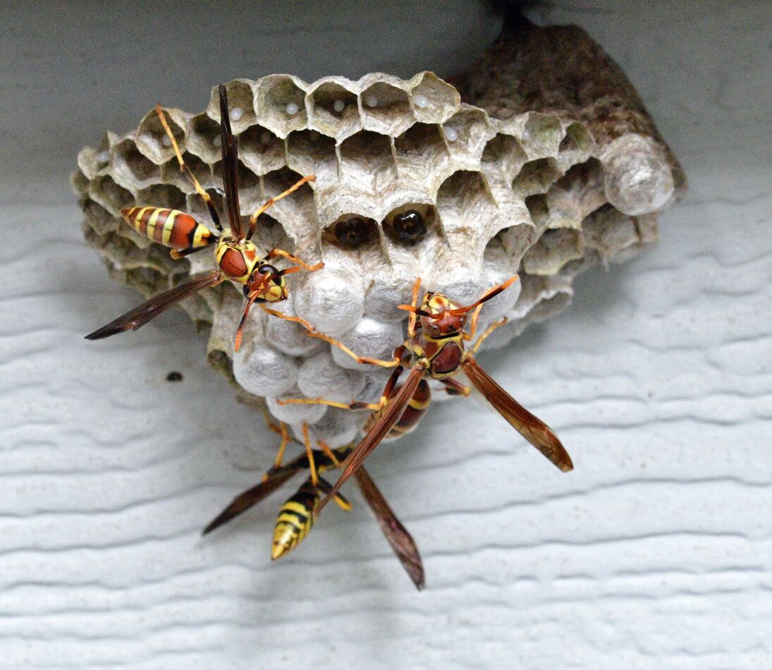 Paper Wasp Nest: Using my D500 with a Micro Nikkor 105mm f/4 MF lens ...
