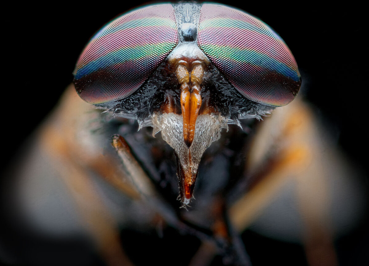 Focus Stacked Image of a Horsefly: This horsefly has been preserved in ...